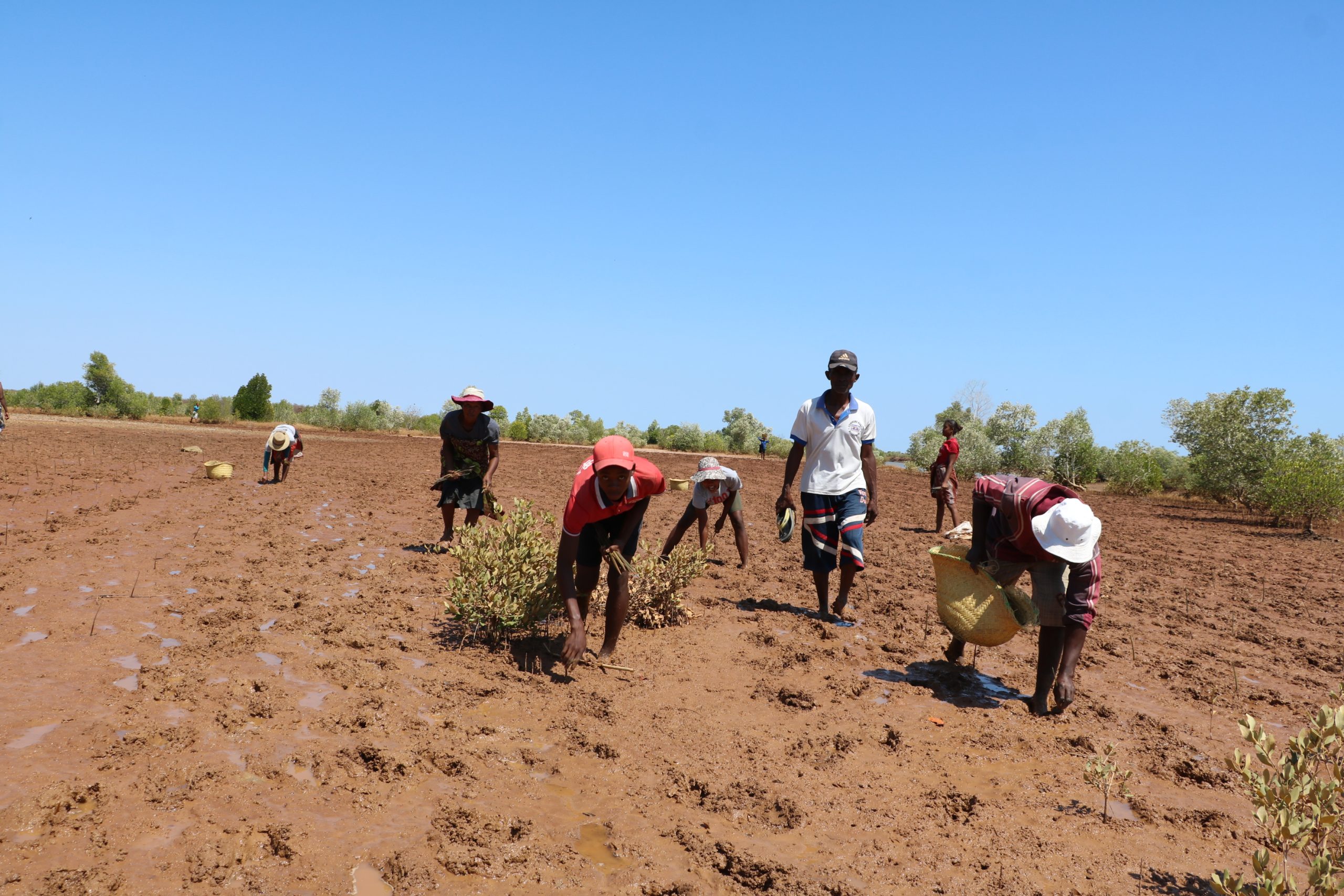 MADAGASCAR : Plantation de mangroves dans la région de Boeny